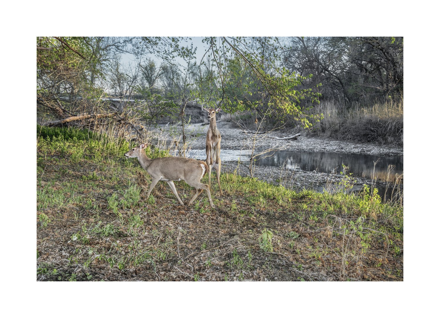 Philip Heying – Reuben Saunders Gallery