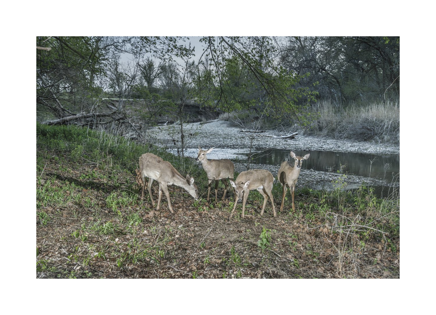 Philip Heying – Reuben Saunders Gallery